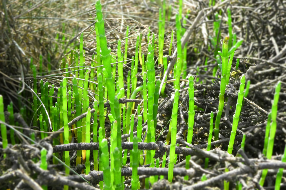 Managed realignment | Essex Wildlife Trust