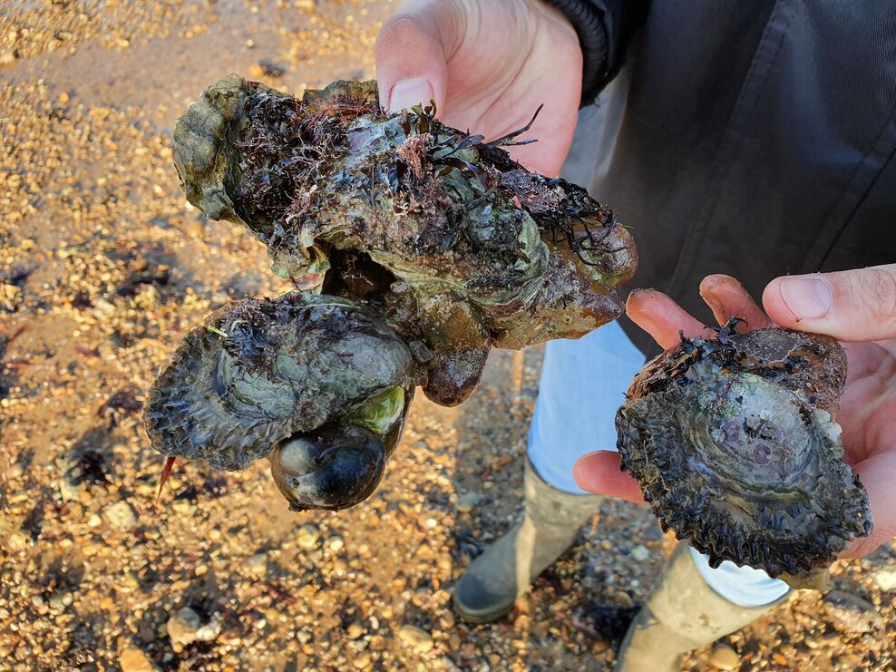 Recovering native oysters | Essex Wildlife Trust