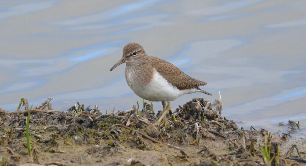 Wading into autumn | Essex Wildlife Trust
