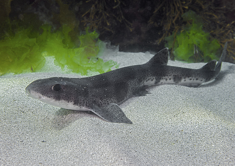 How to help marine life | Essex Wildlife Trust