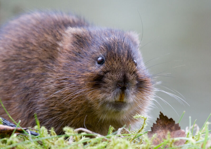 Hope for endangered water voles & species | Essex Wildlife Trust