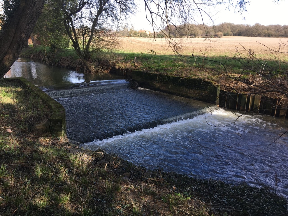Removing barriers for fish migration | Essex Wildlife Trust