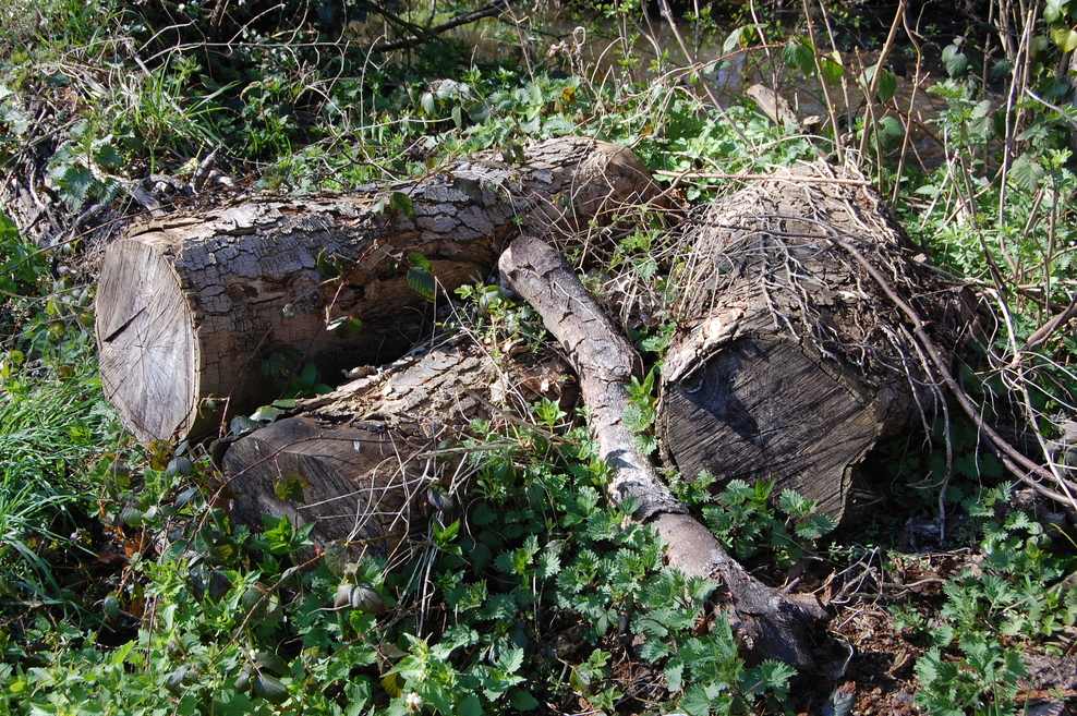 Create a habitat pile | Essex Wildlife Trust