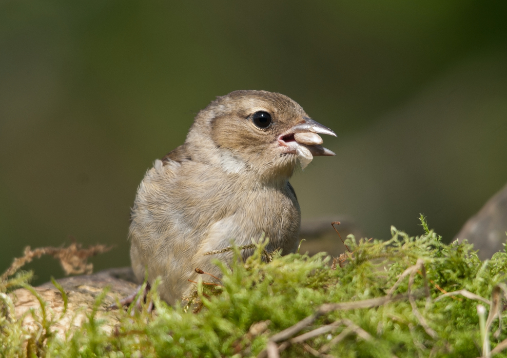 Befuddling brown birds | Essex Wildlife Trust