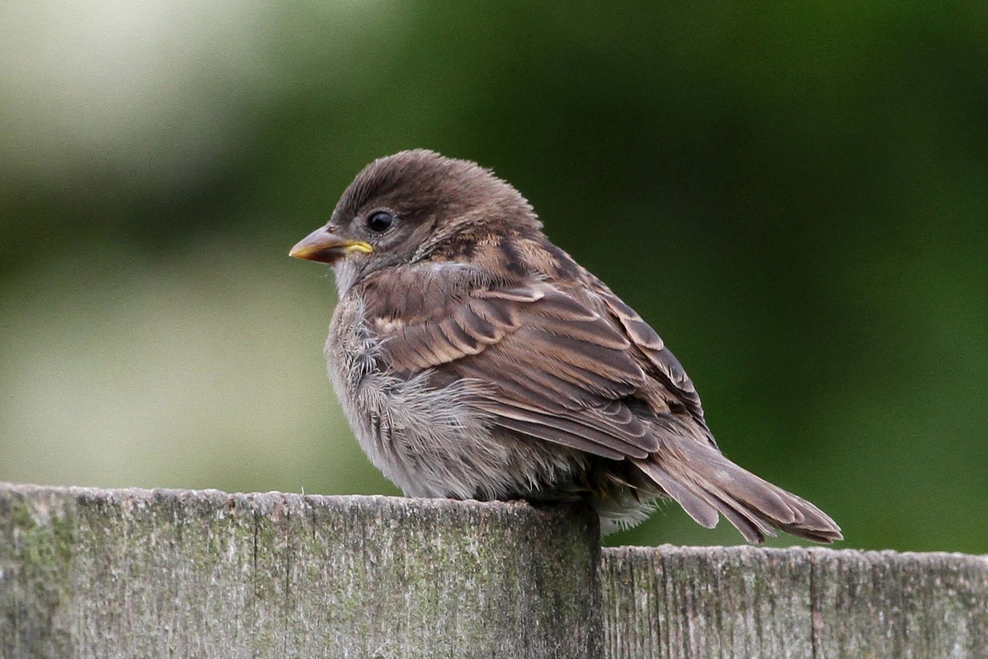 Befuddling brown birds | Essex Wildlife Trust