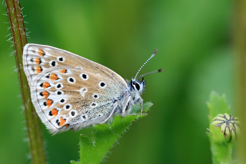 Butterfly Seekers | Essex Wildlife Trust