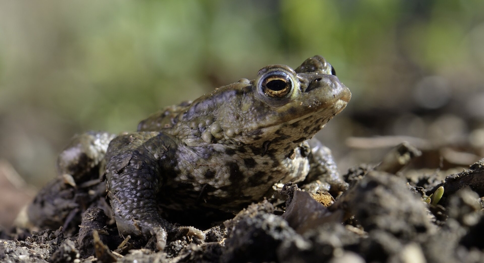 Frog or Toad? | Essex Wildlife Trust