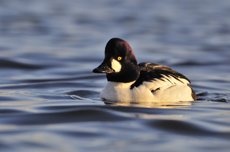How to identify diving ducks | Essex Wildlife Trust
