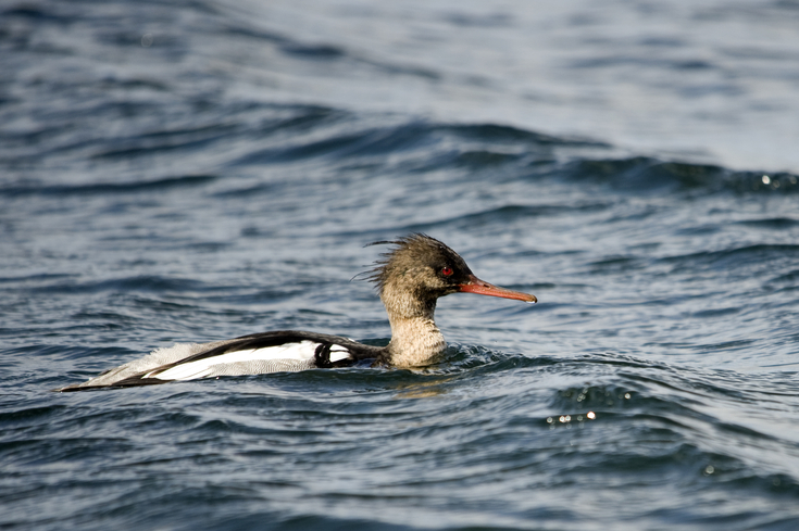 How to identify diving ducks | Essex Wildlife Trust