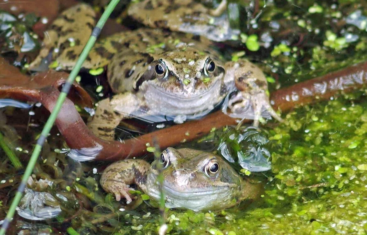 Frog or Toad? | Essex Wildlife Trust
