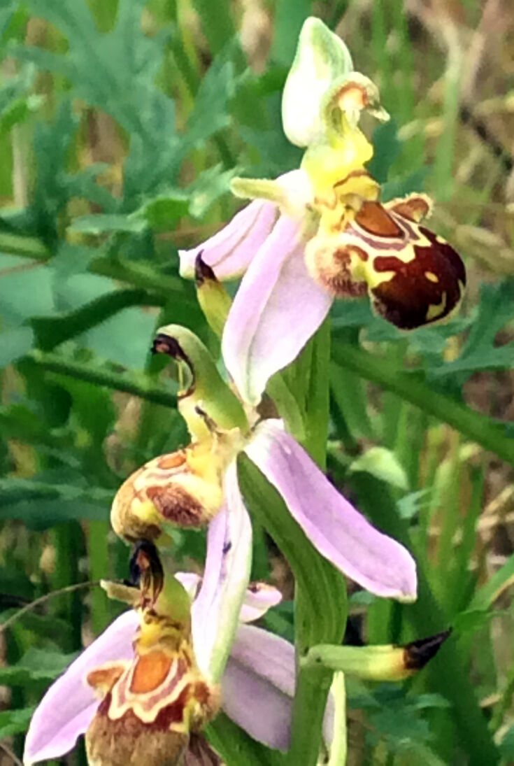 Brentwood and Billericay Local Group | Essex Wildlife Trust