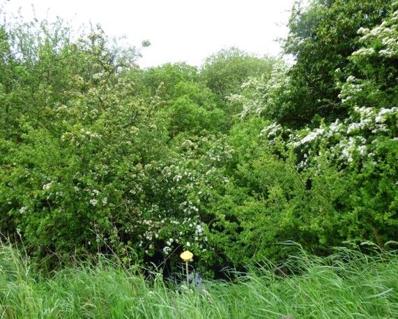 Recovering lost ponds | Essex Wildlife Trust
