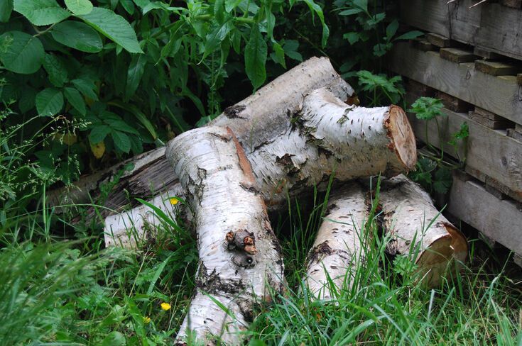 Create a habitat pile | Essex Wildlife Trust