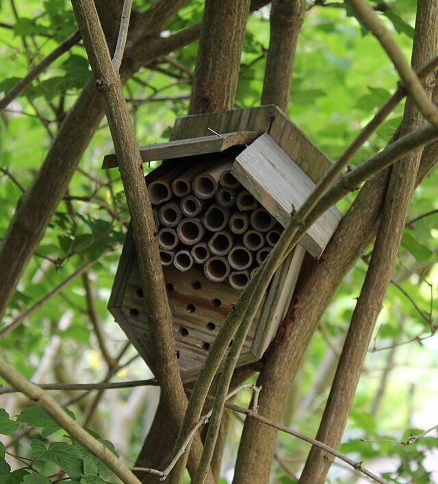 Build a bug or bee hotel | Essex Wildlife Trust