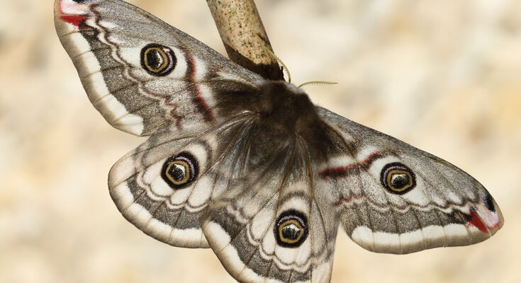 The difference between moths and butterflies | Essex Wildlife Trust