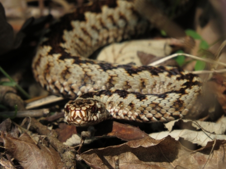 Species in the spotlight - The Adder | Essex Wildlife Trust
