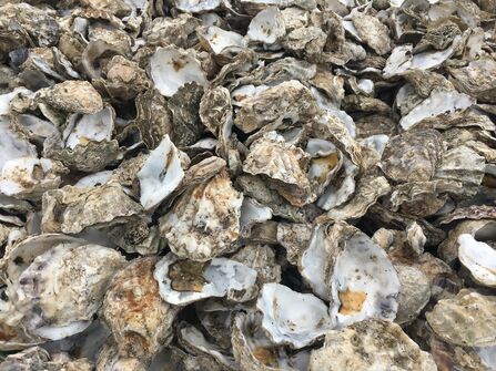 Native oyster restoration | Essex Wildlife Trust
