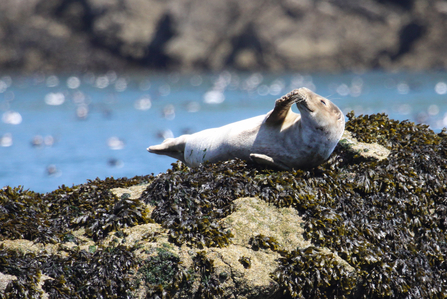 Colourful common seals | Essex Wildlife Trust
