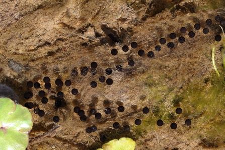 A toad's transformation | Essex Wildlife Trust