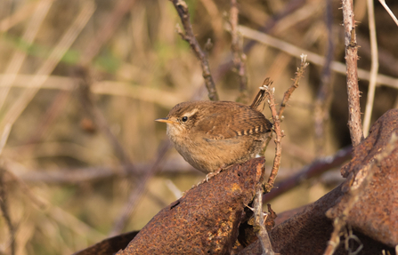 Befuddling brown birds | Essex Wildlife Trust