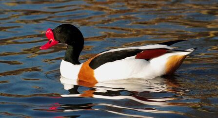 Winter bird survey at Two Tree Island | Essex Wildlife Trust