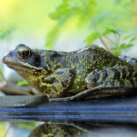 frog varieties uk